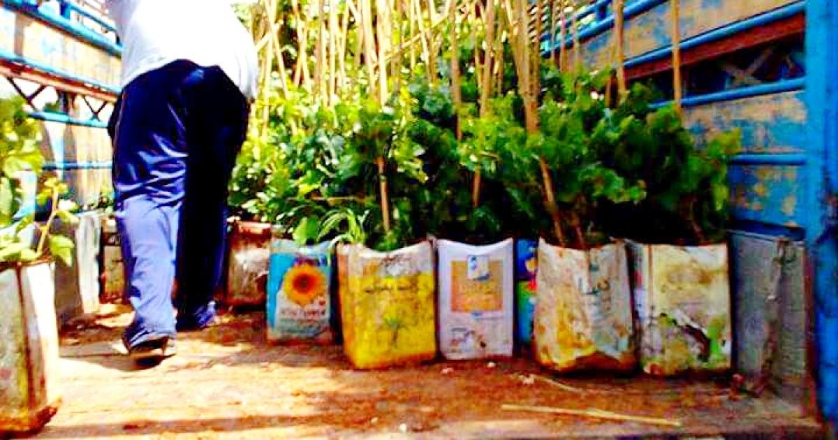 Donating a Thousand Trees | Rewell Society