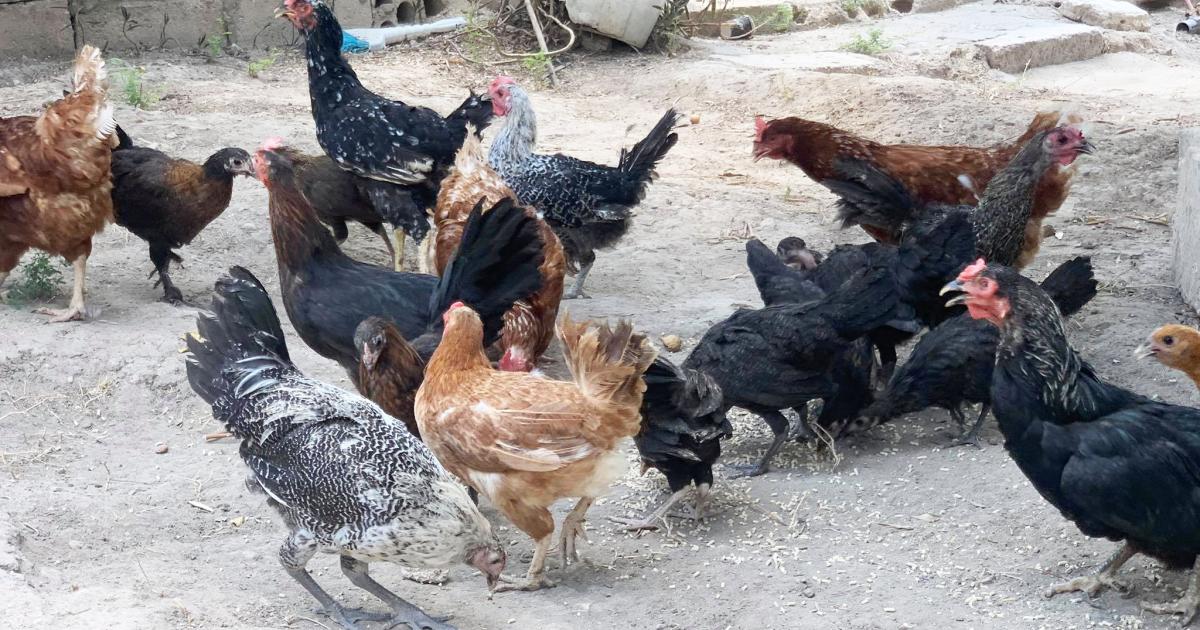 Breeding Chickens Project | Rewell Society
