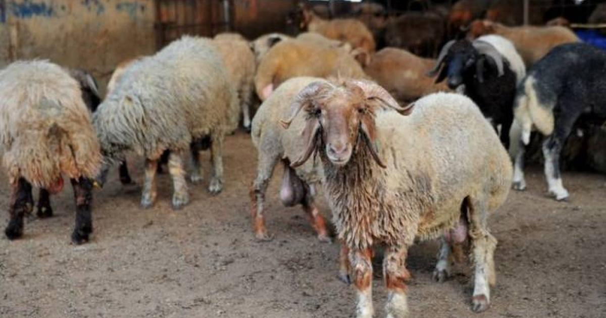 Raising Sheep -Project completed — your donations made this possible ...