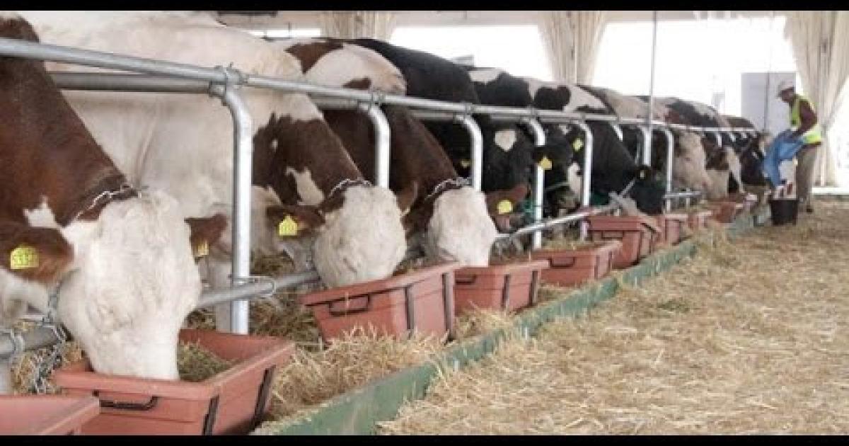 Calves Fattening Project | Rewell Society