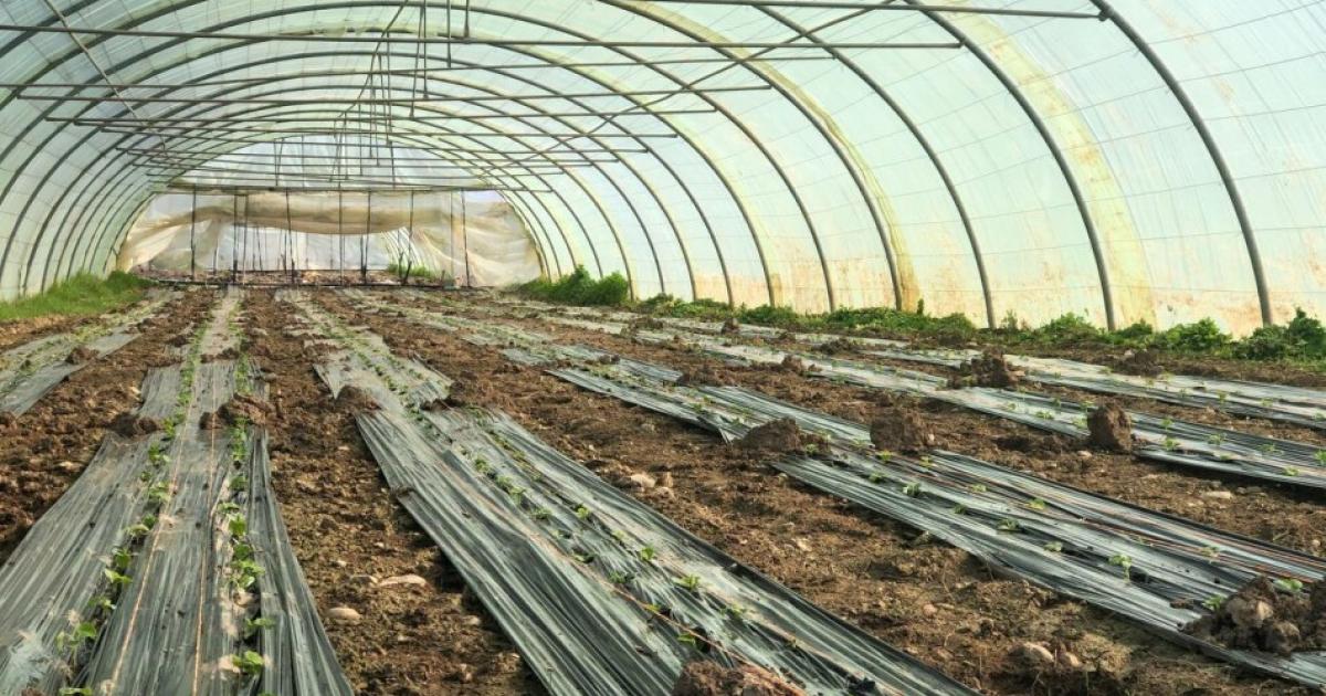 Grandmother Corn Farming Project (4 Greenhouses) | Rewell Society